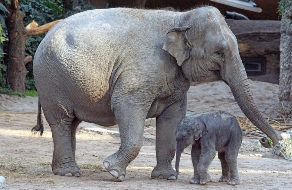 Animals | Engoo