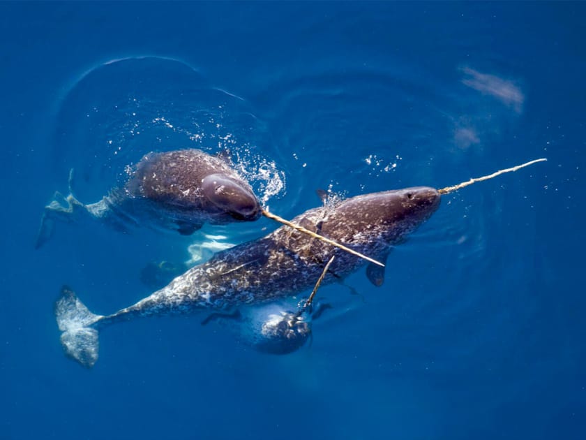 Unicorns of the Sea: Fun Facts About Narwhals | Engoo 每日新闻