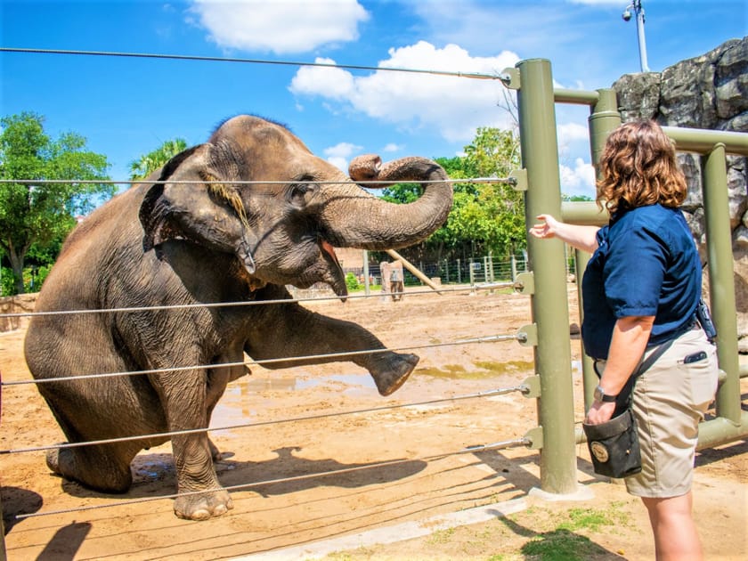 Downward Elephant? Zoo Keeps Elephants Healthy with Yoga | Engoo Daily News