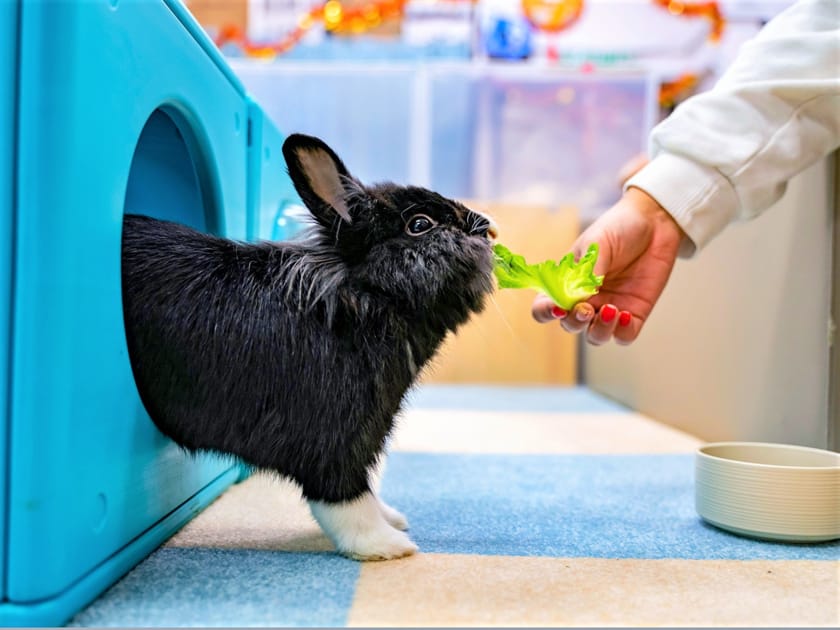 Hong Kong's Rabbit Resort for Pet Owners on the Go | Engoo Daily News