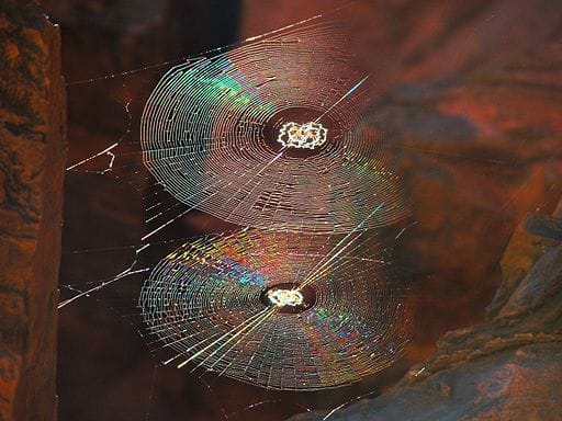 What do Spider Webs and Guitar Strings Have in Common? | Engoo 每日新闻