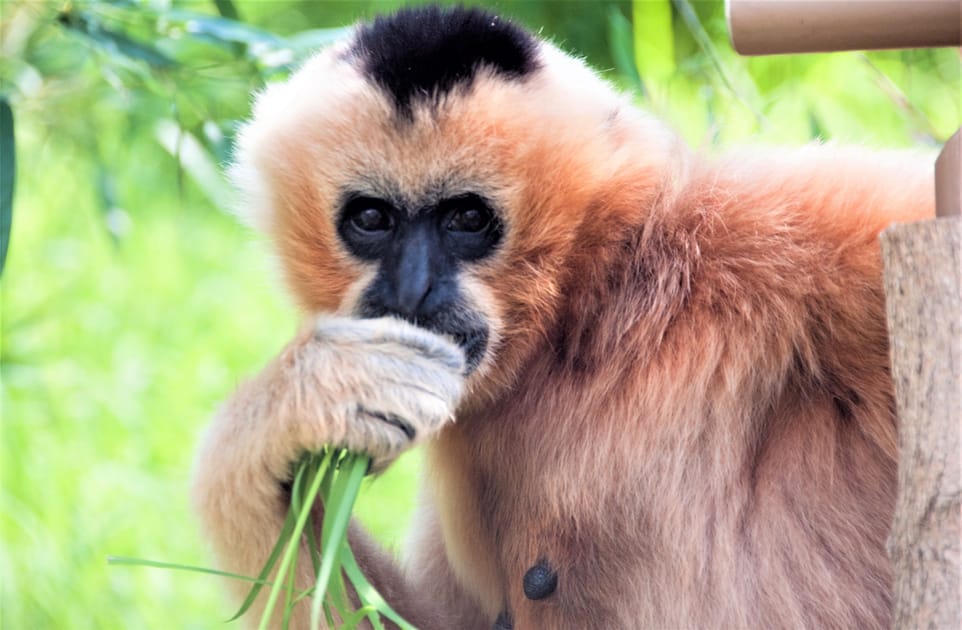 Population of World's Rarest Ape Triples | Engoo 每日新闻