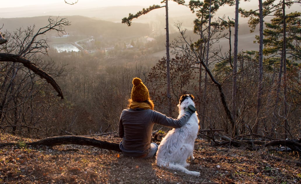 Dogs: Man’s Best Friends | Engoo