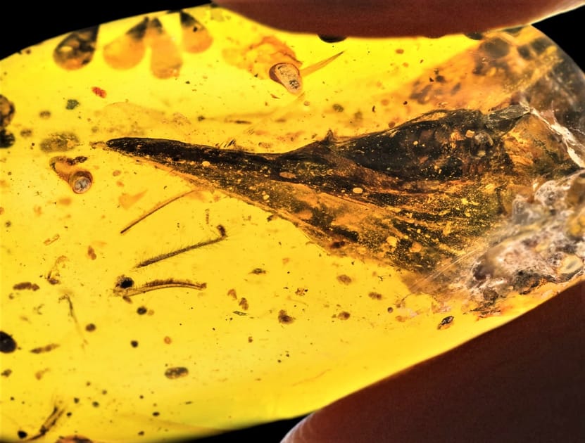 World's Smallest Dinosaur Found | Engoo Daily News