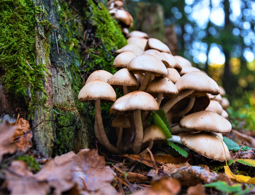 Australia Makes Psychedelics Legal for Medical Use | Engoo Daily News