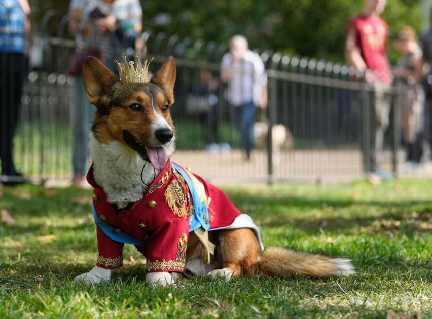 Dogs Parade at Buckingham Palace to Remember Queen | Engoo 每日新聞
