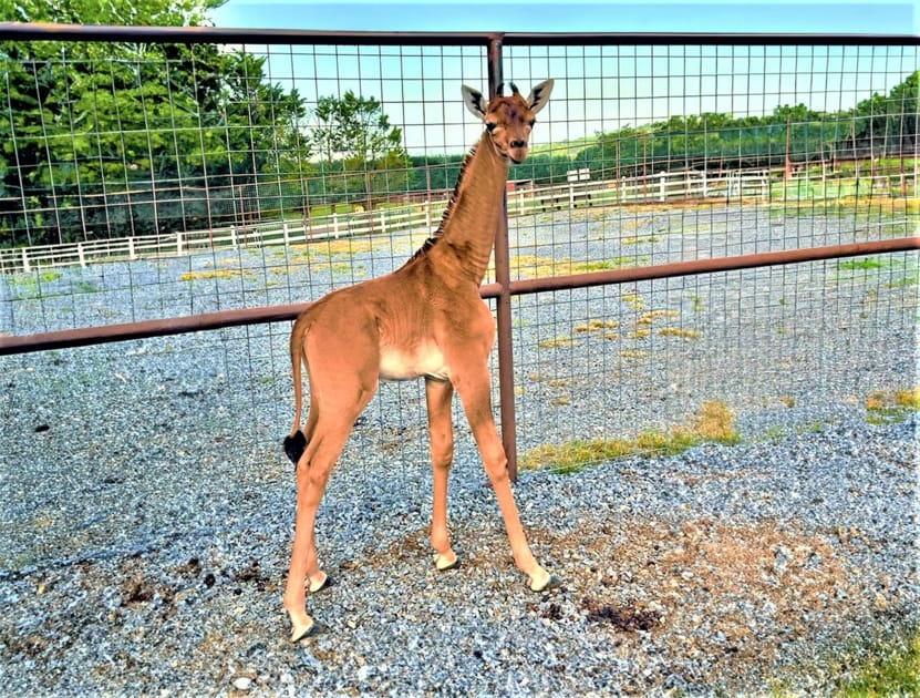 Rare Spotless Giraffe Is Born at Tennessee Zoo | Engoo Daily News