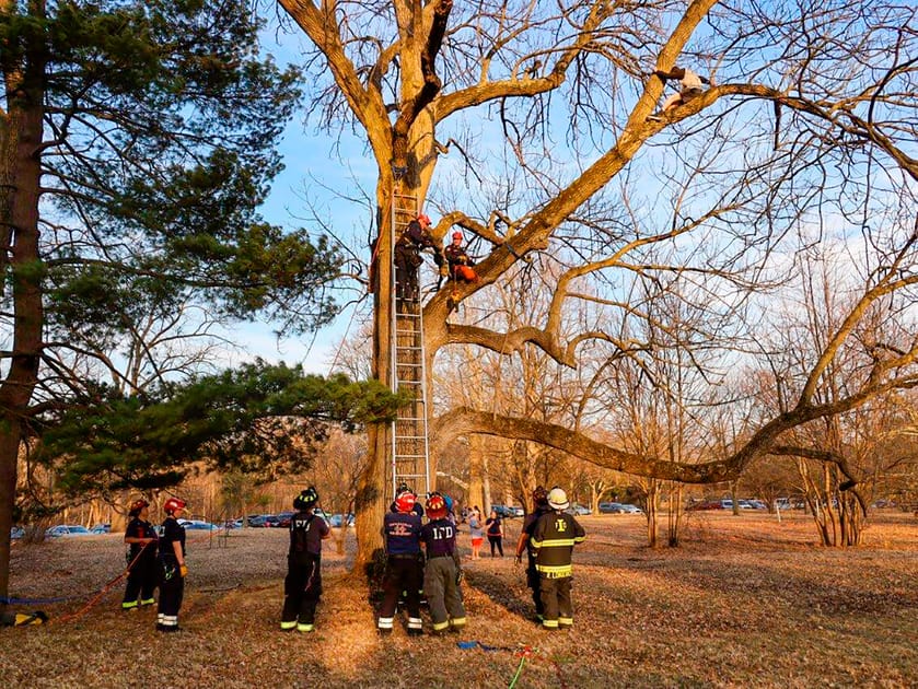 US Teen Gets Stuck in Tree Trying to Rescue Cat | Engoo Daily News