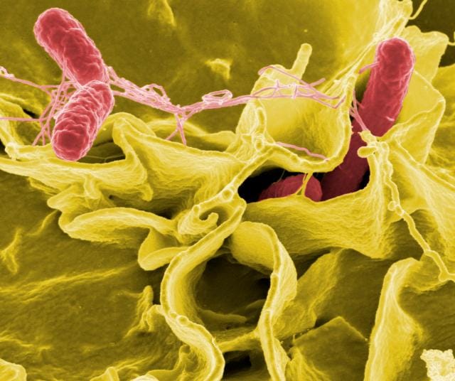 Salmonella Turned Into Cancer Killing Super Bug | Engoo Daily News
