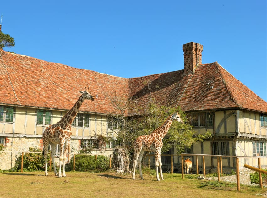 Giraffe Hotel to Open in the UK | ข่าวประจำวัน Engoo