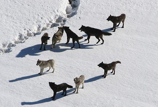 In English, Wolves Are Not to Be Trusted (Part 2) | Engoo 每日新聞