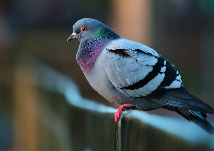 Homing Pigeon Accidentally Travels from UK to US | Engoo Daily News