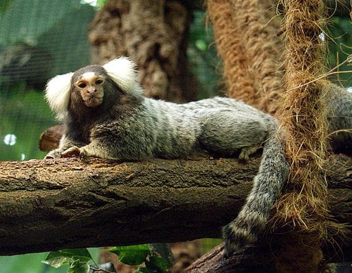 Monkeys Rule the Ruins in Disney Documentary | Engoo Daily News