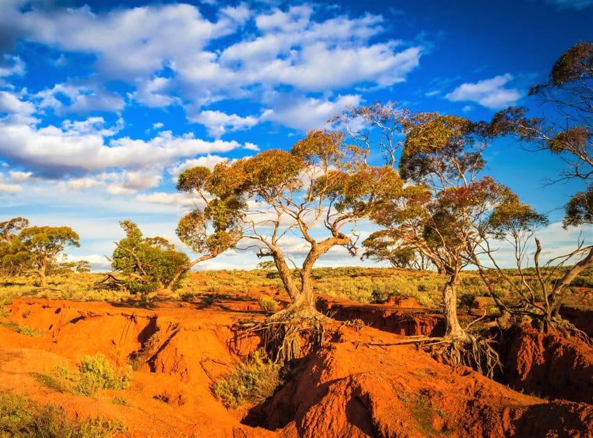 Rare Australian Animal Released Into the Wild | Engoo Daily News