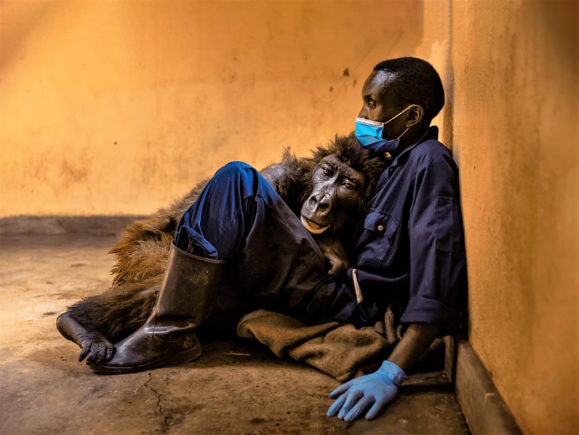 Photobombing Gorilla Dies Aged 14 | Engoo Daily News