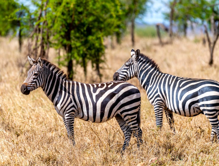 Serengeti Named Africa's Top National Park Once Again | Engoo 每日新聞