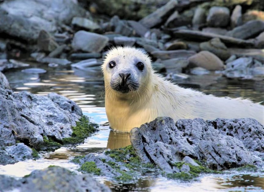 Volunteers Needed to Count Seals in the Irish Sea | Engoo Daily News