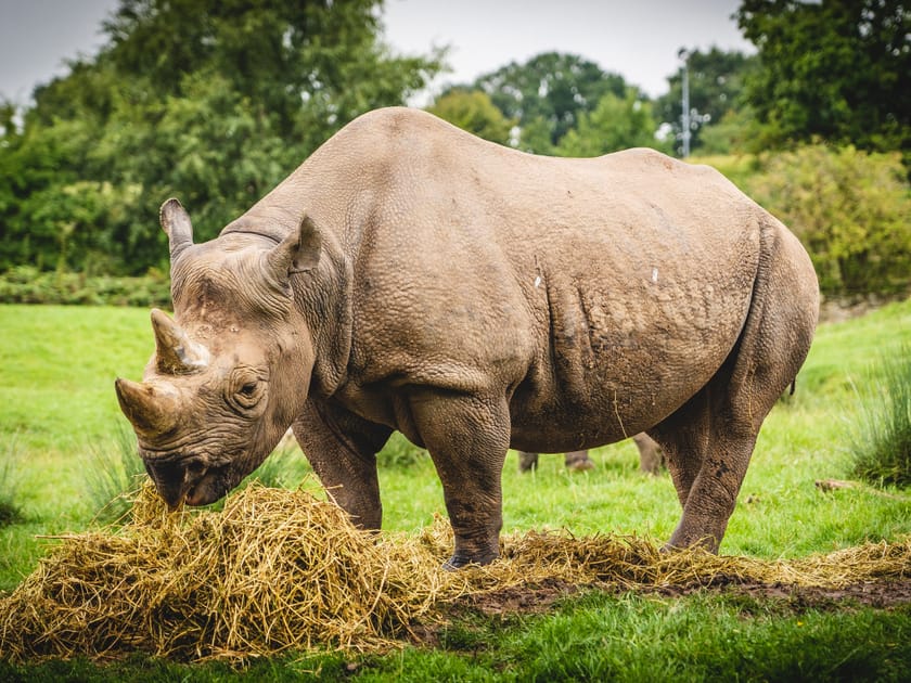 Step by Step: Rhino at Disney World Gets Fitness Tracker | Engoo 每日新闻