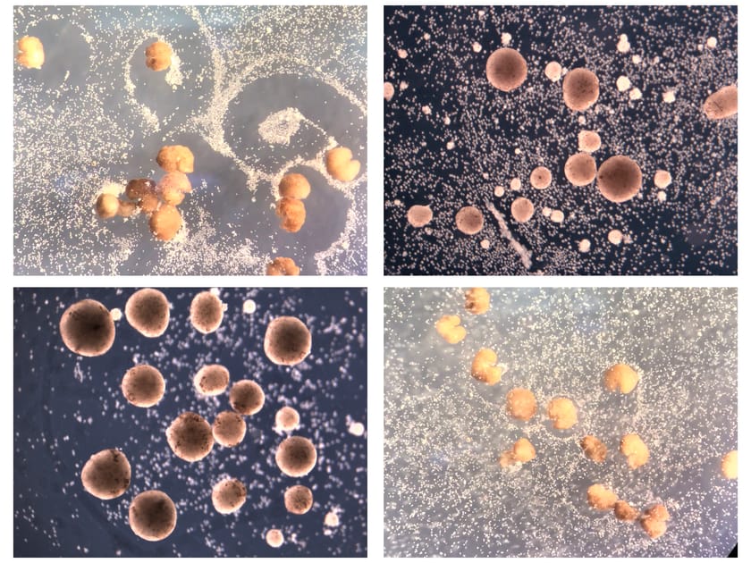 Scientists Say 'Living Robots' Can Now Reproduce | Engoo Daily News