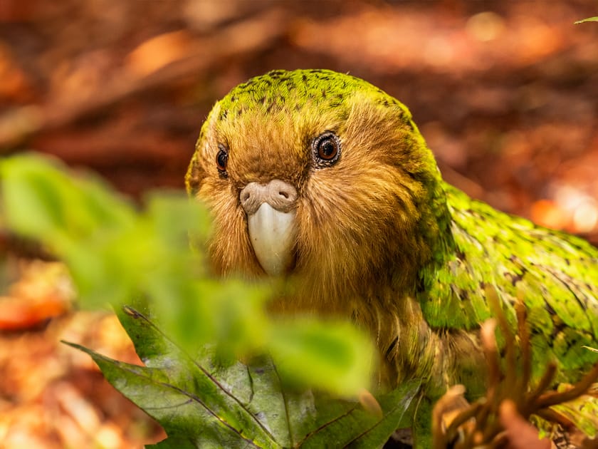 The Kākāpō | Engoo