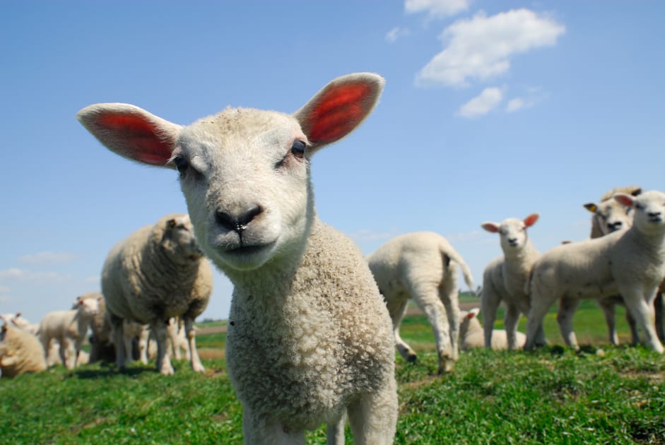 Animals | Engoo