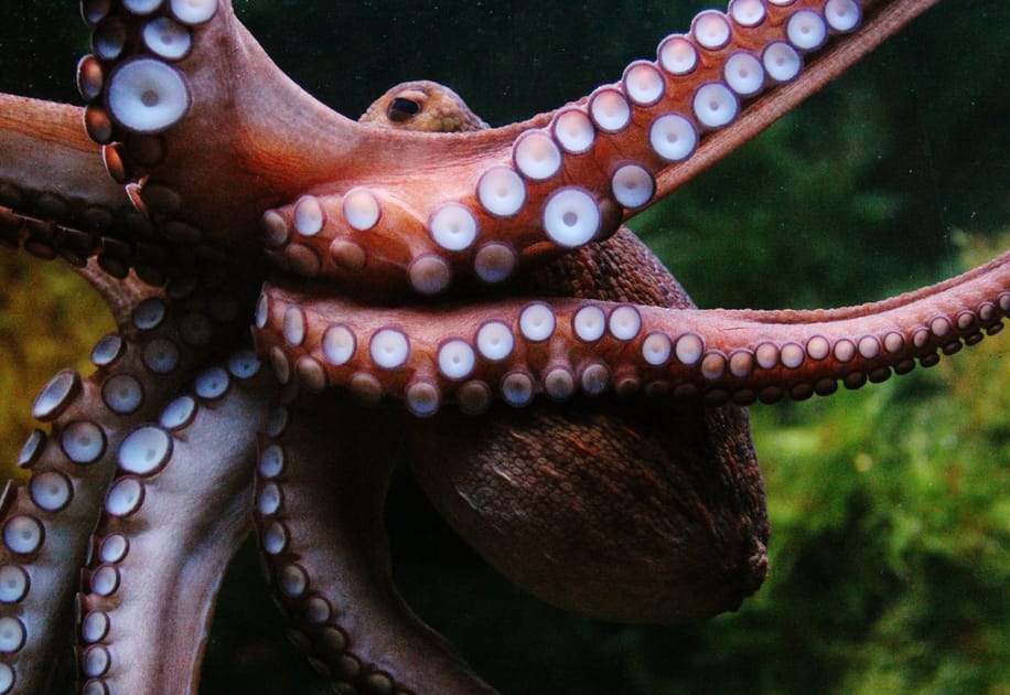 Octopuses: Fun Facts About These Fascinating Creatures | Engoo 每日新聞