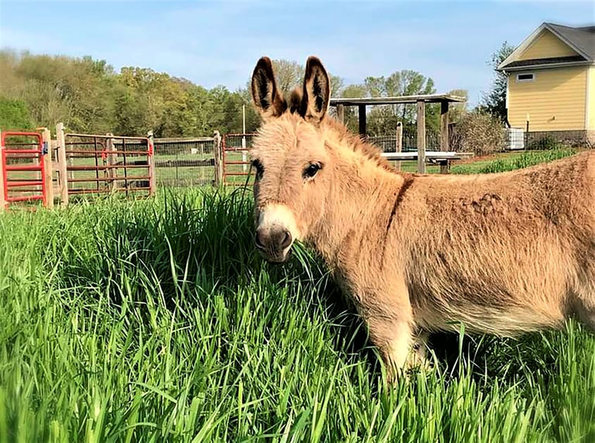 US Farm Rents Donkey to Make Video Meetings More Fun | Engoo 데일리뉴스