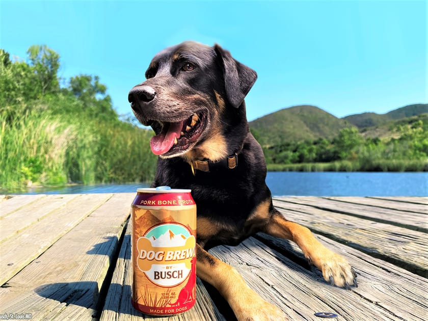 New Dog 'Beer' Quickly Sells Out After Release | Engoo 每日新闻