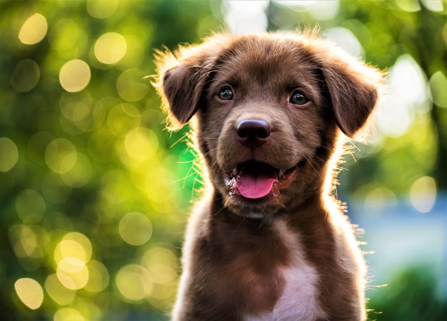 Dog Learns to 'Speak' Using Word Buttons | Engoo Daily News