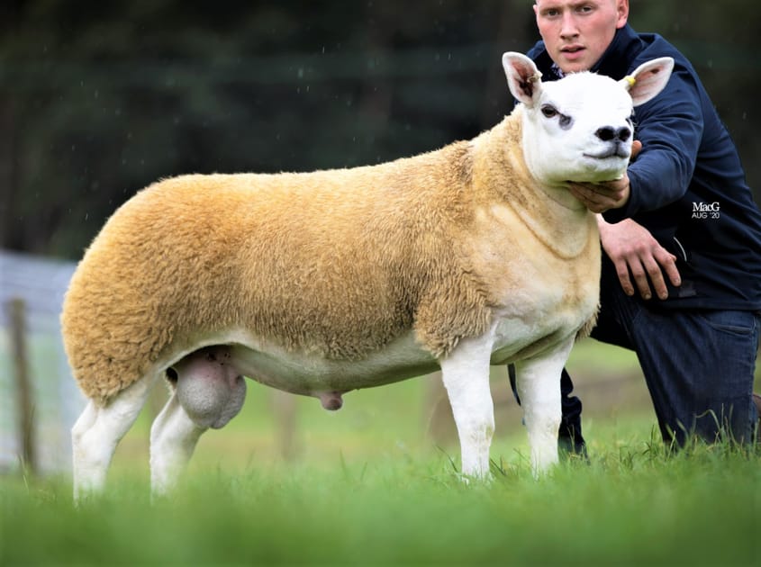 World's Most Expensive Sheep Sells for $490,000 | Engoo