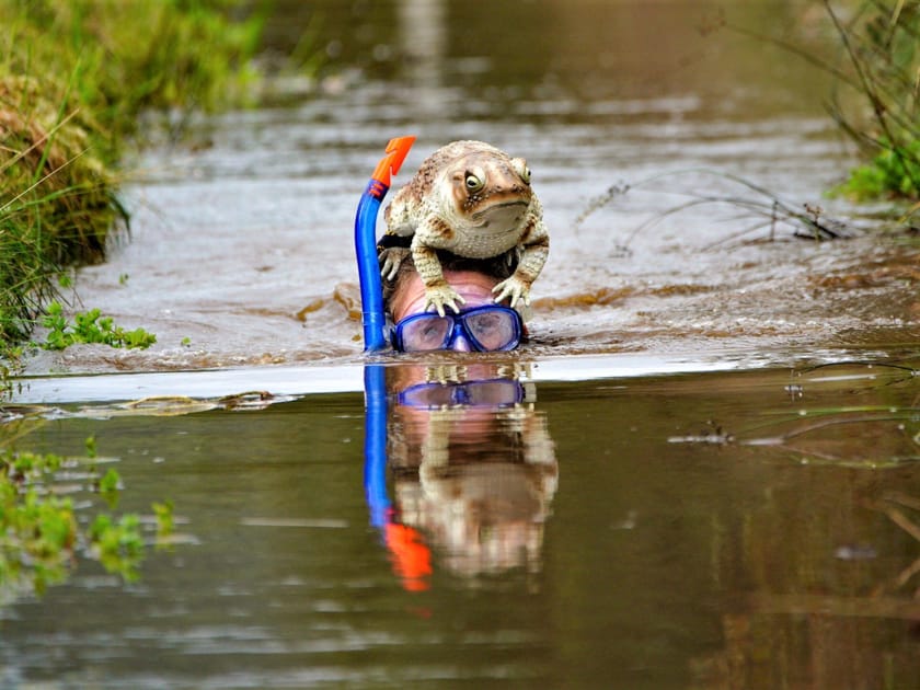 World Bog Snorkeling Championships Held in Wales | Engoo Daily News