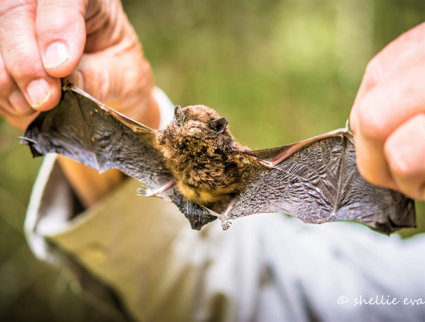Bat Wins New Zealand's Bird of the Year Competition | Engoo Daily News