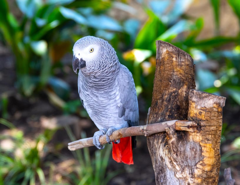 'It's Hot!' Talking Parrot Saves French Couple from Fire | ข่าวประจำวัน ...