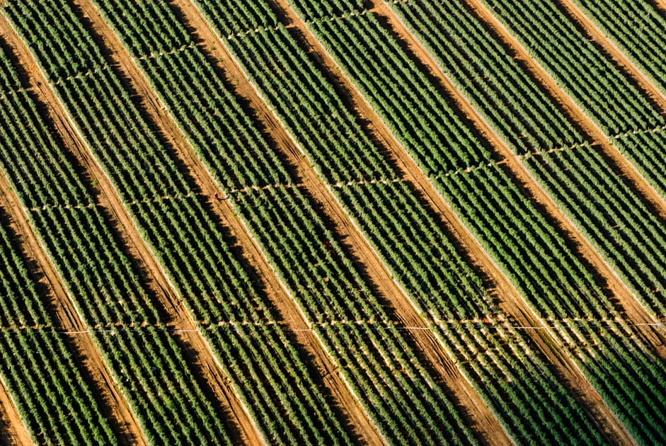 Scientists Search for Ways to Feed an Ever-Growing World | Engoo Daily News