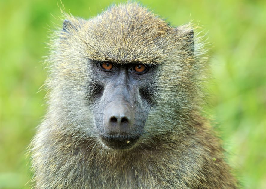 Escaped Baboons at Sydney Hospital Captured | Engoo 每日新闻