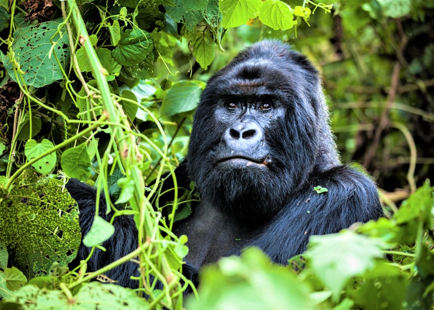 Great Apes May Lose 94% of African Habitat by 2050 | Engoo 每日新聞