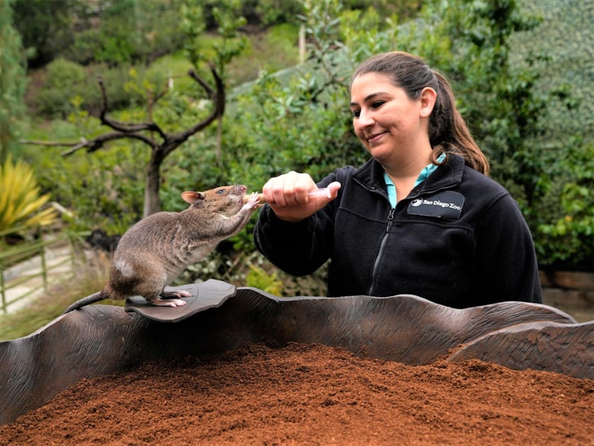 Rat 'Ambassadors' at US Zoos Show Animal's Smart Side | Engoo 每日新闻