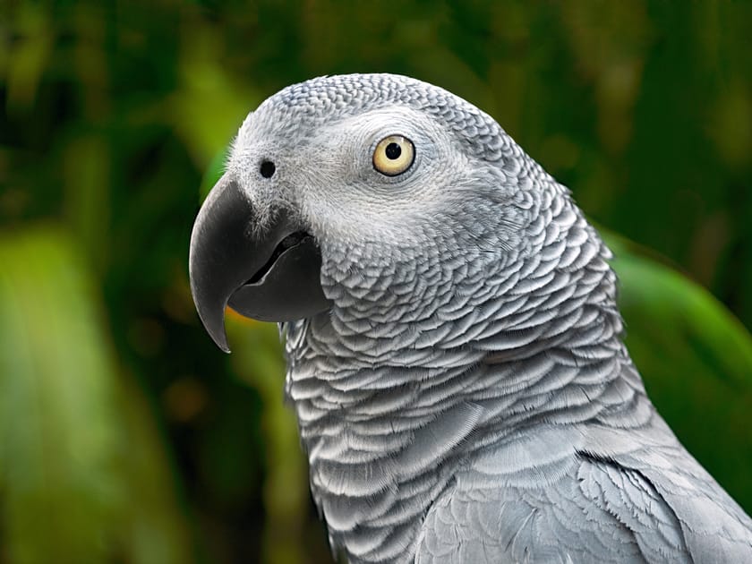 Parrots Separated at British Zoo After Swearing at Visitors | Engoo 每日新闻