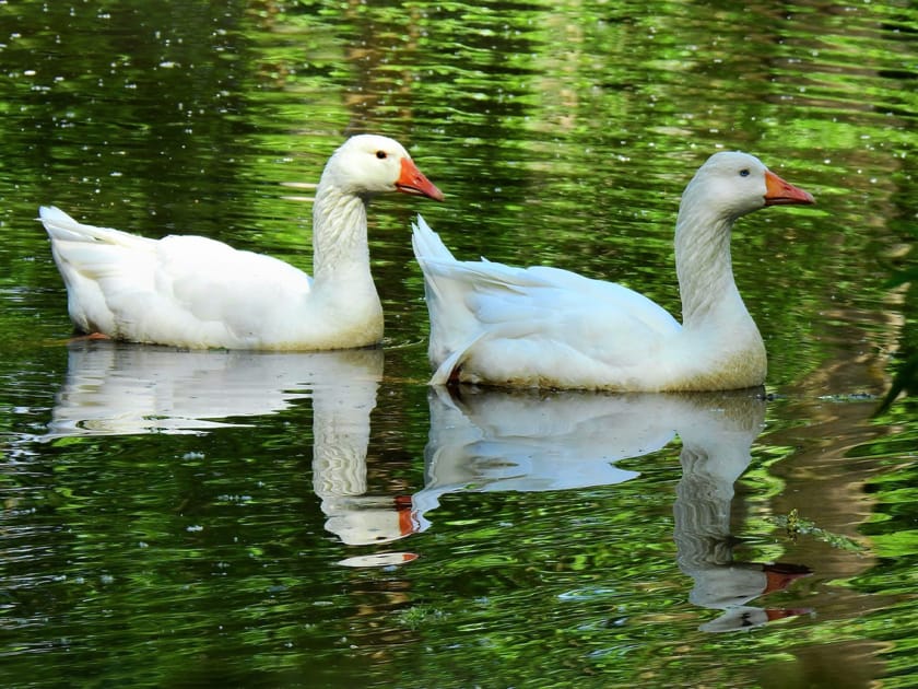 Cemetery Staff Help Lonely Goose Find Love | DMM英会話 デイリーニュース