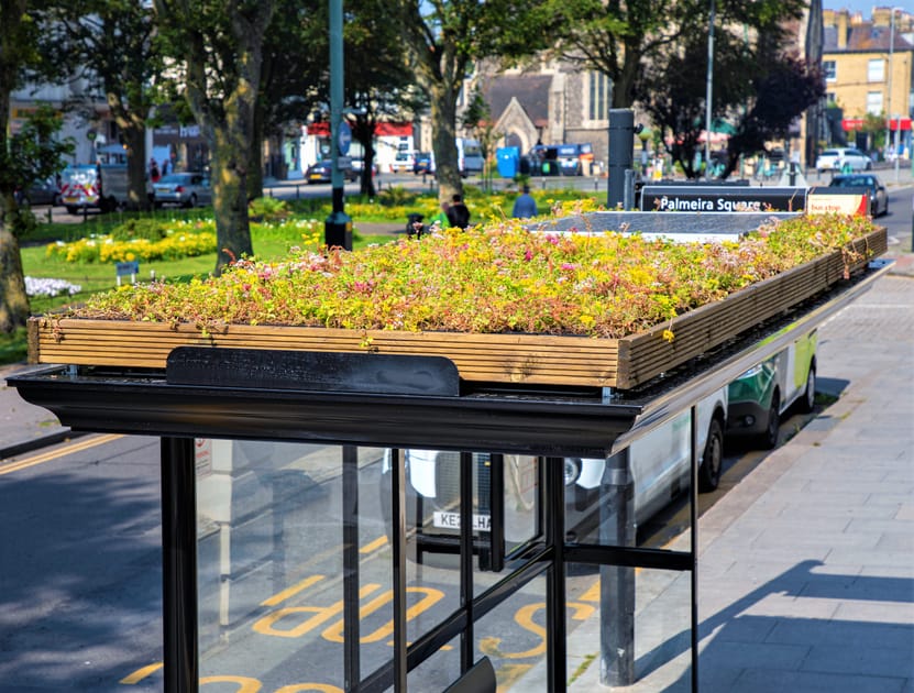 'Bee Bus Stops' Help to Save Bees in Britain | Engoo 每日新闻