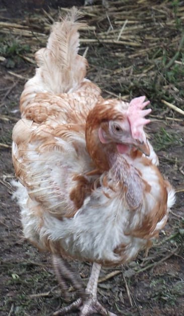 Meet Monique, the Chicken Sailing Around the World | Engoo Daily News