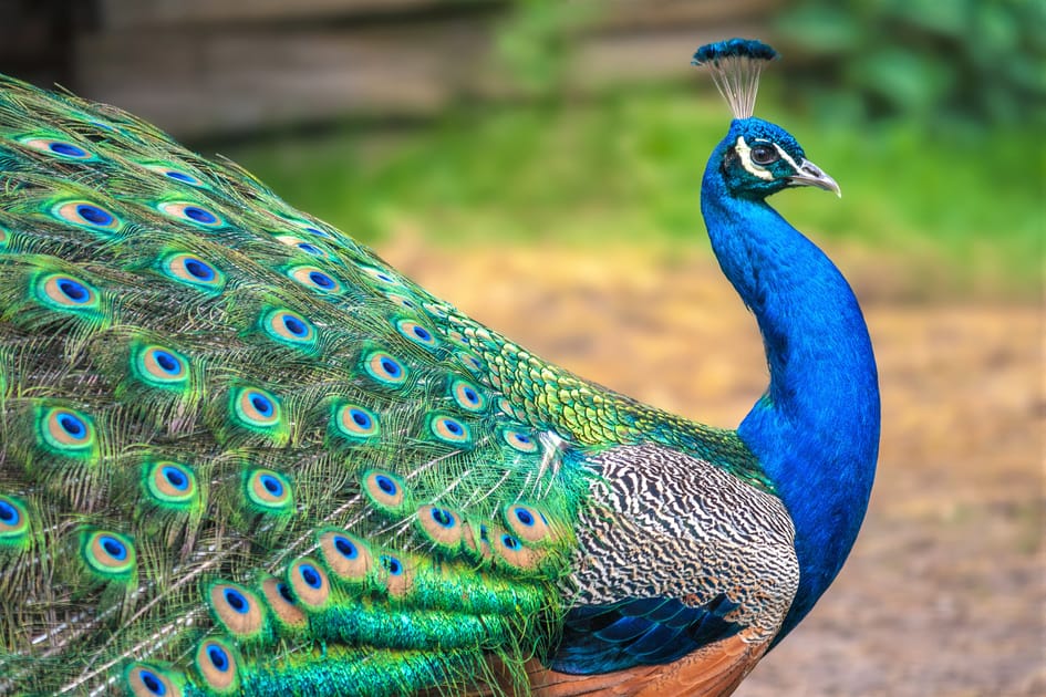 You'll be 'As Proud as a Peacock' with These Bird Expressions | Engoo 每日新聞