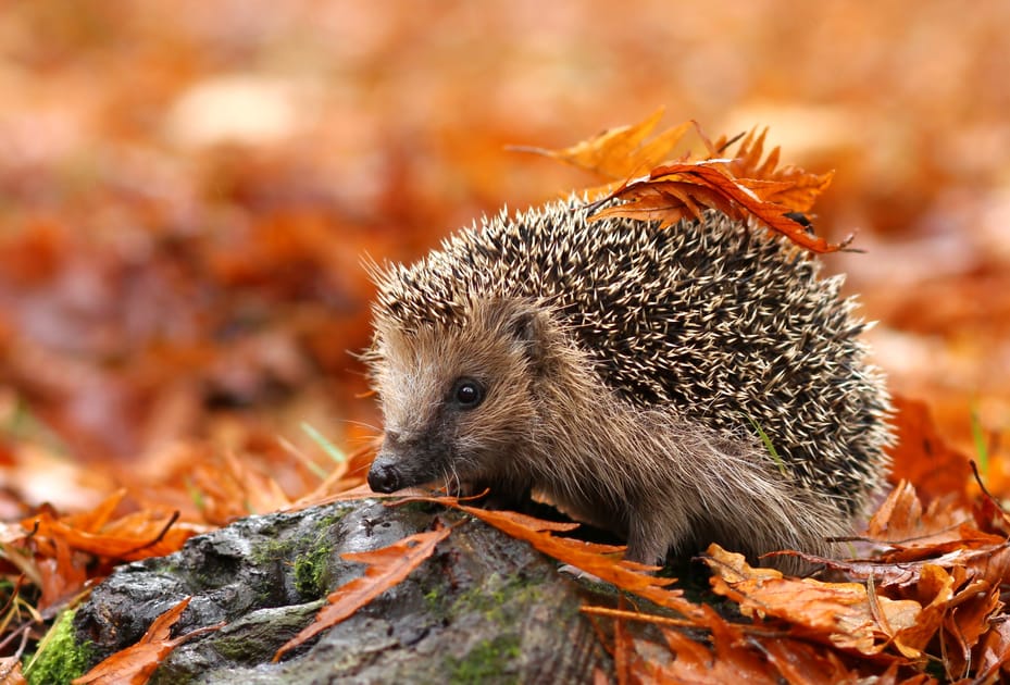 Hedgehog Population in ‘Serious Decline’ in the UK | Engoo 每日新聞