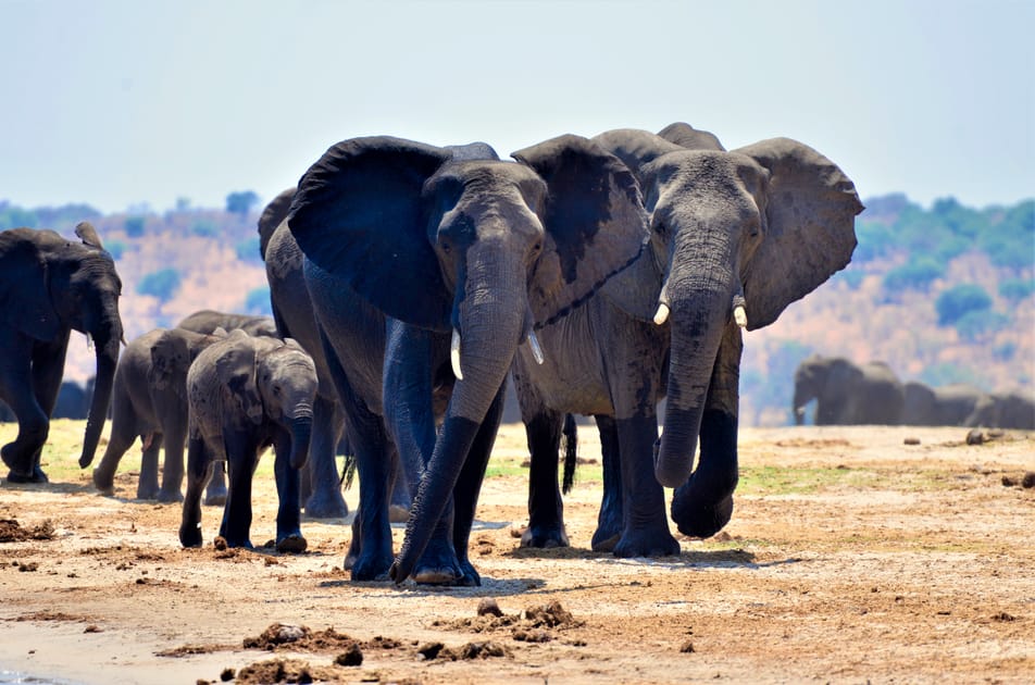 Botswana Gives Out First Elephant Hunting Licenses Since 2014 | Engoo ...