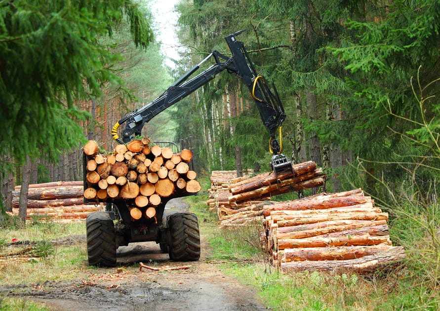 EU Orders Poland to Stop Logging in Ancient Forest | Engoo 每日新聞