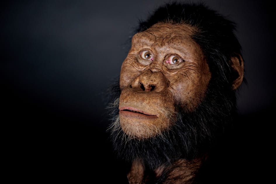 Fossil Reveals Face of 3.8 Million-Year-Old Human Ancestor | Engoo ...