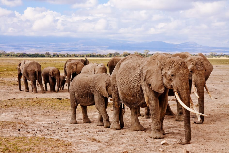 One Hundred Elephants Relocated in Zimbabwe | Engoo 每日新闻