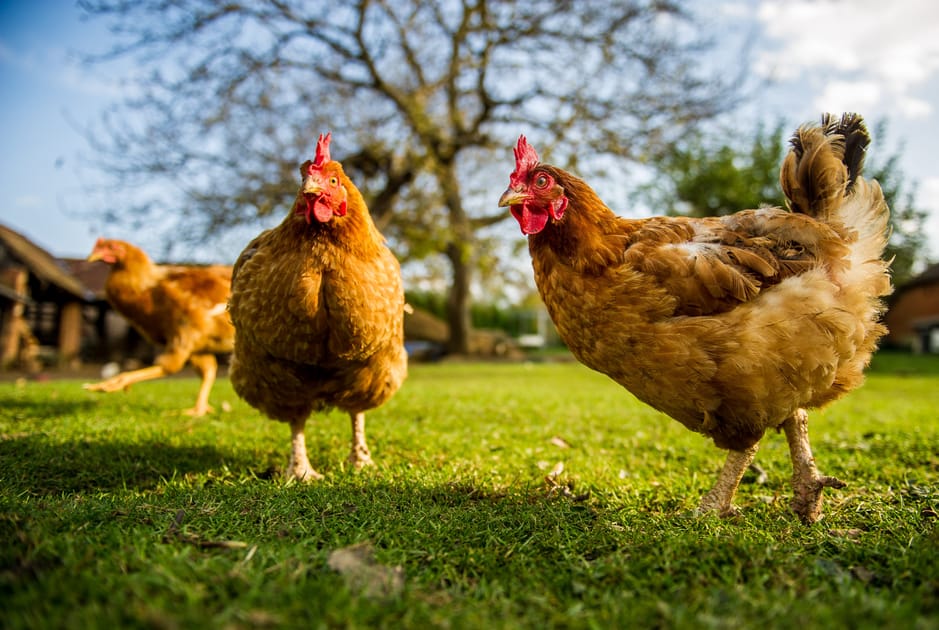 Don't 'Chicken Out,' Learn These Idioms! | Engoo