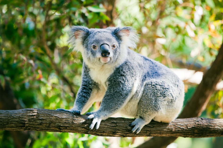 Australia Steps up Effort to Save Vulnerable Koalas | Engoo Daily News