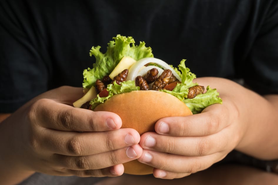 Will Americans Let Insects Come to Dinner? | Engoo Daily News